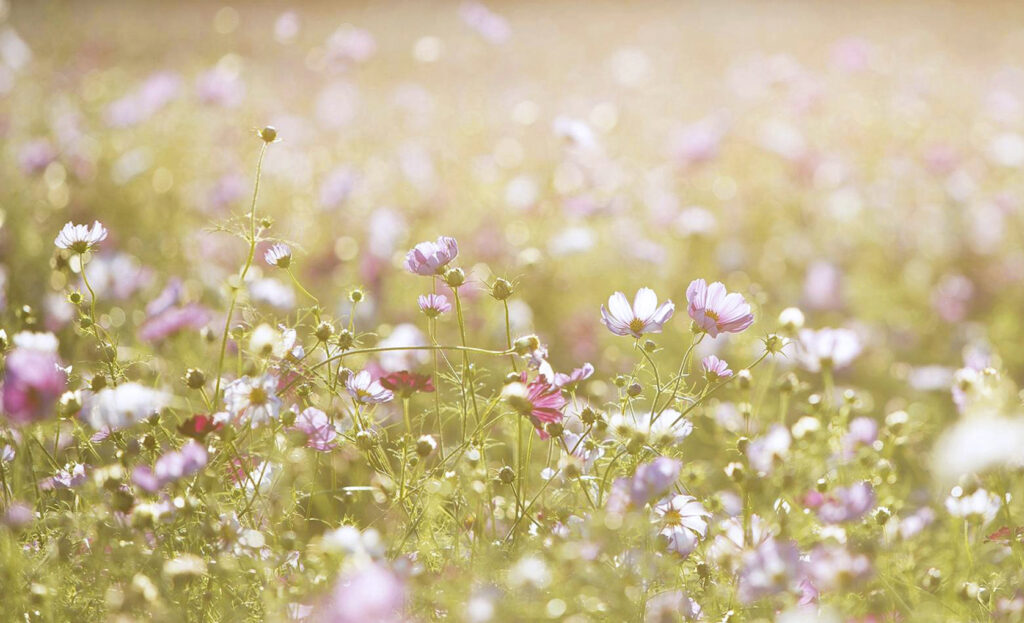 Sommartider - Fontana Media